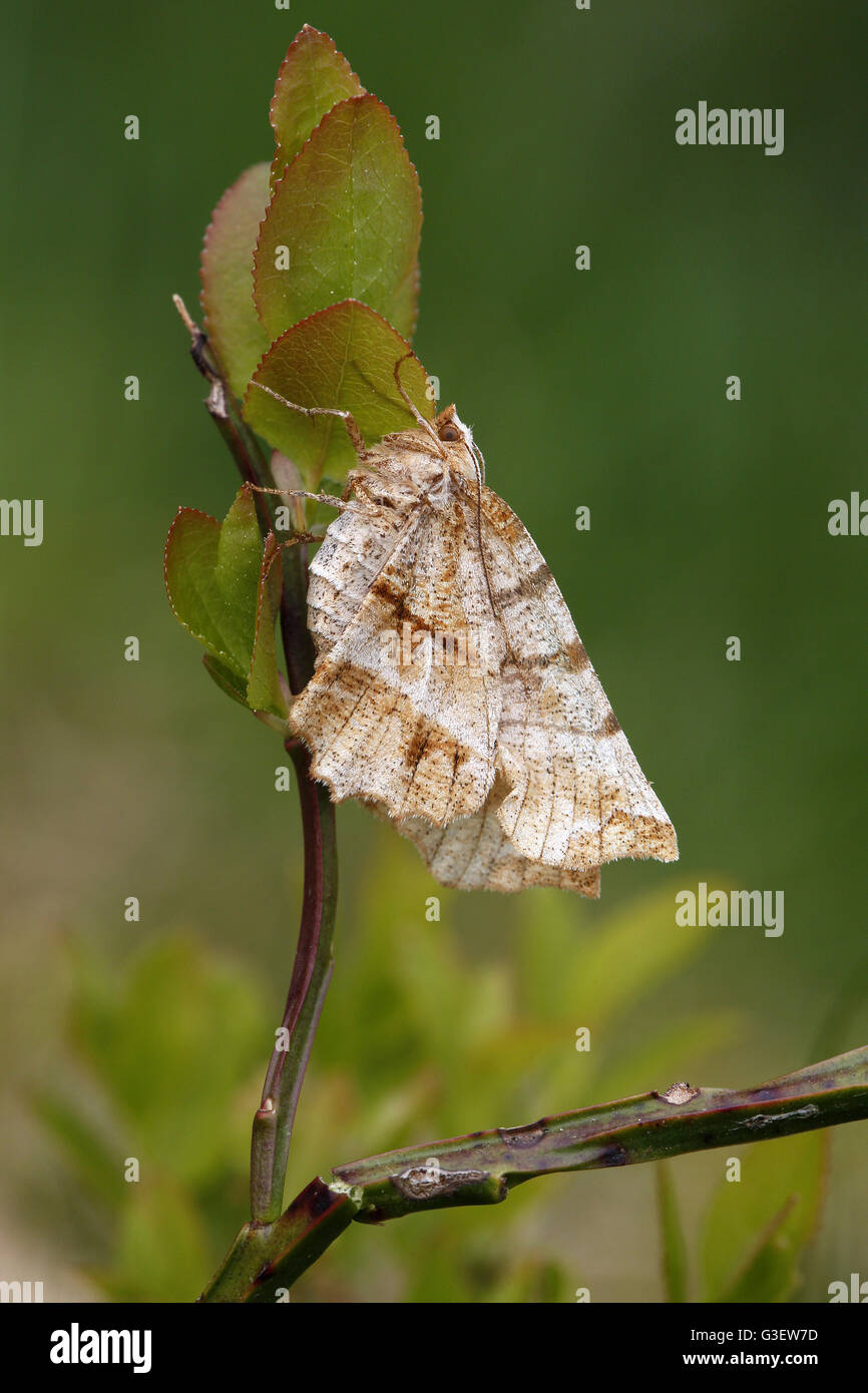 Early Thorn Moth, Selenia dentaria, roosting by day Stock Photo - Alamy