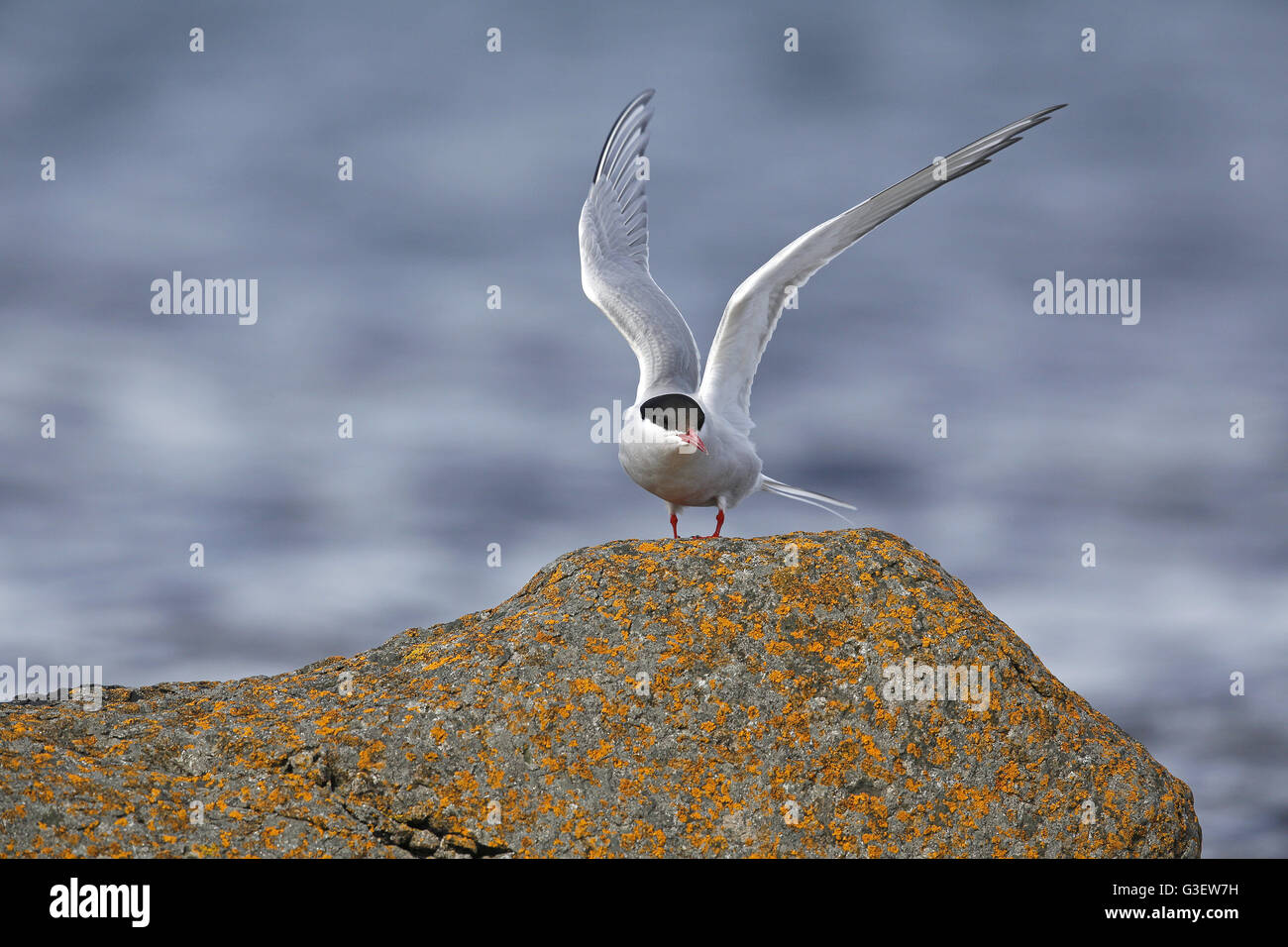 Bird wing display hi-res stock photography and images - Alamy