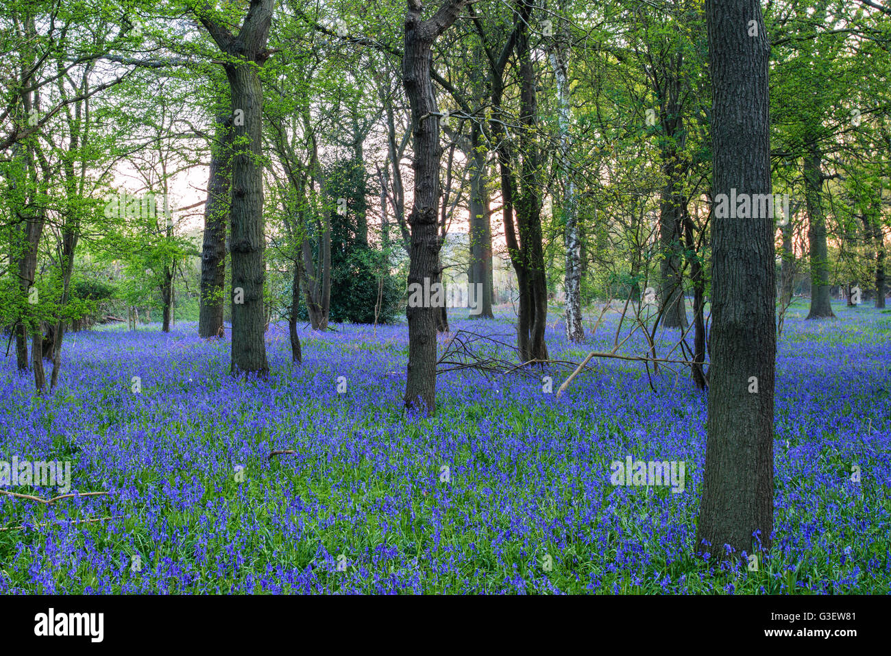 Bluebell forest image hi-res stock photography and images - Alamy