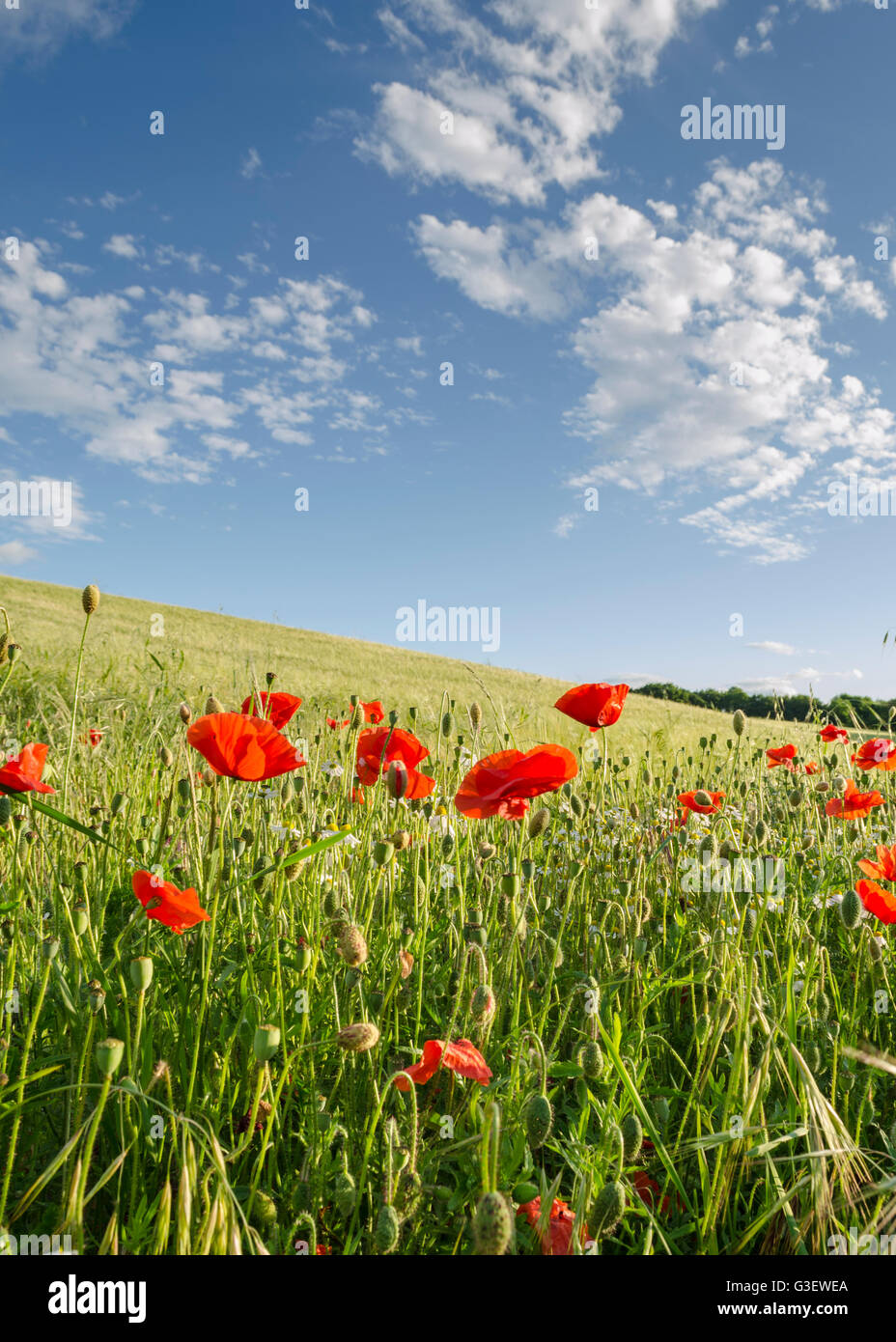 Poppies flowers blue sky clouds hi-res stock photography and images - Alamy
