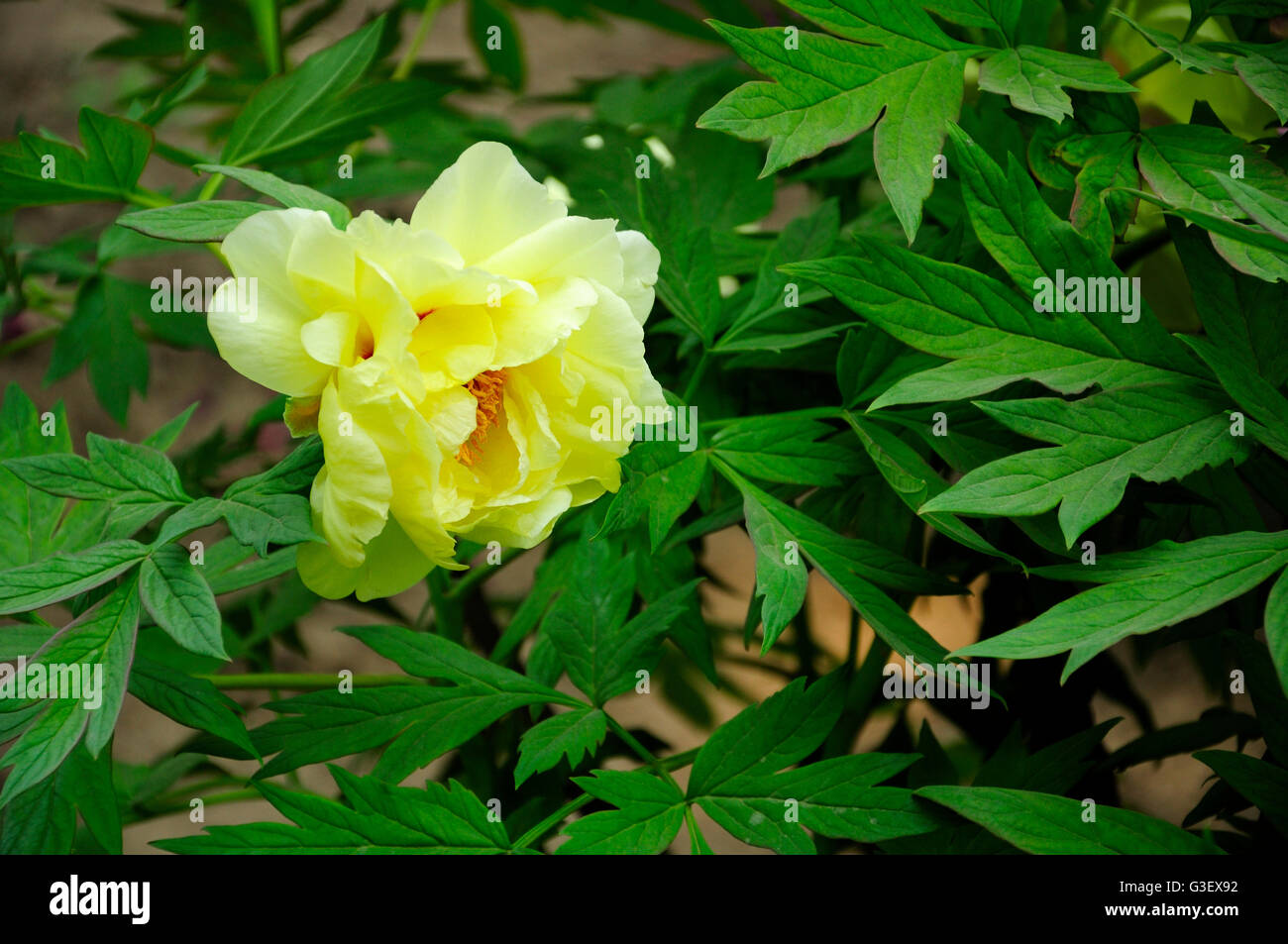 Yellow tree peony hi-res stock photography and images - Alamy