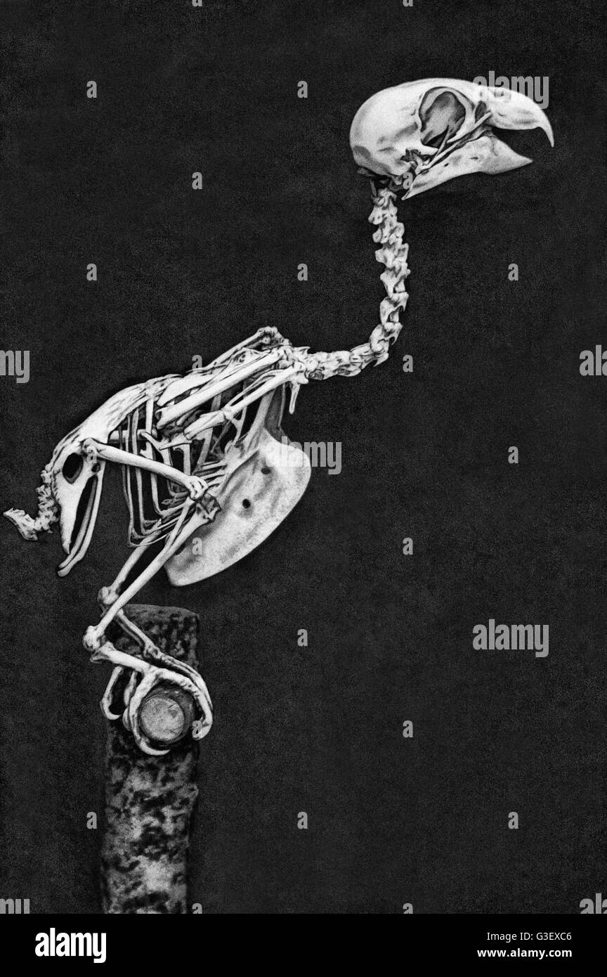 Skeleton parrot Black and White Stock Photos & Images - Alamy