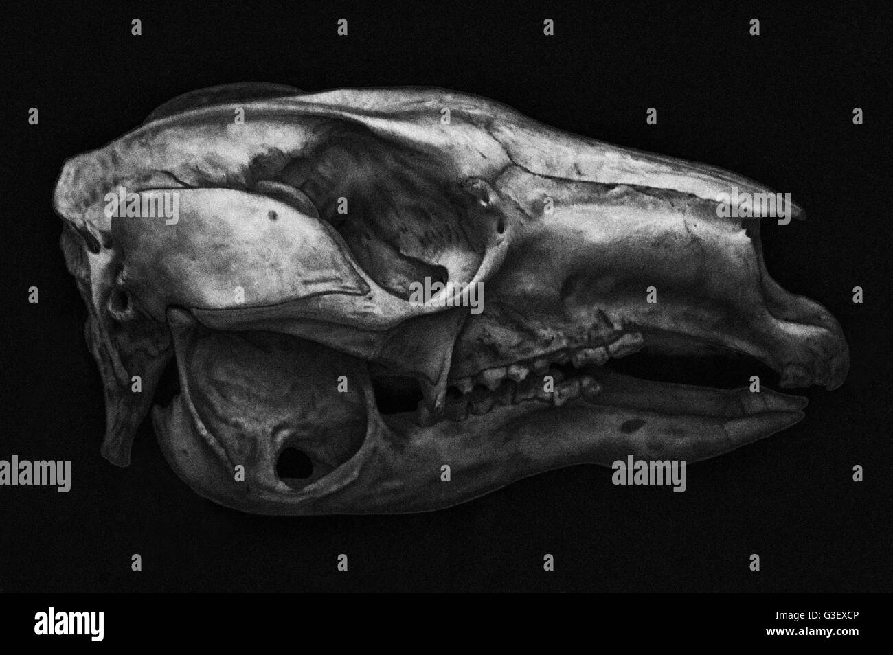 Kangaroo skull hi-res stock photography and images - Alamy