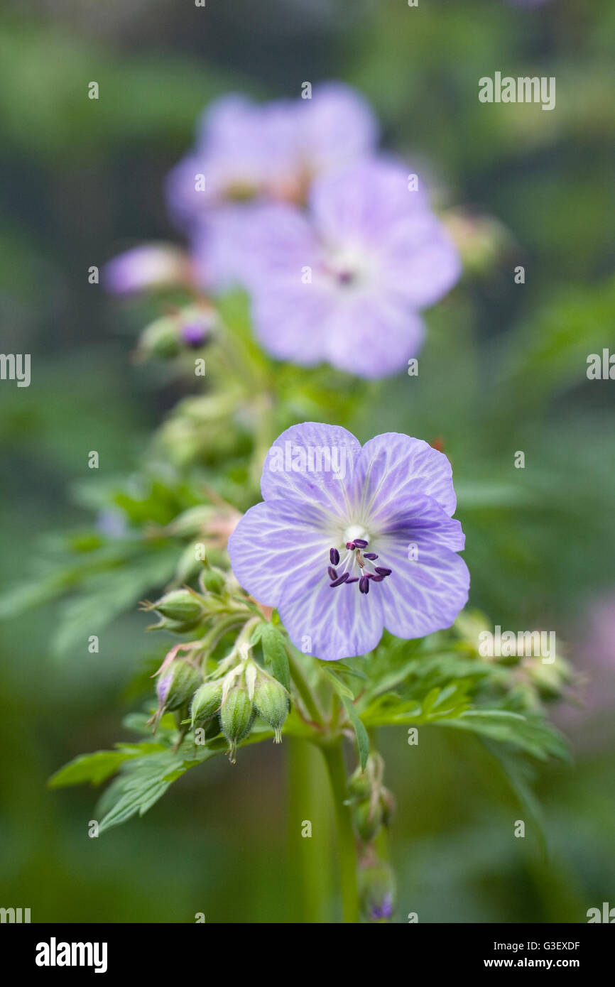 Pale blue Geranium flowers Stock Photo - Alamy