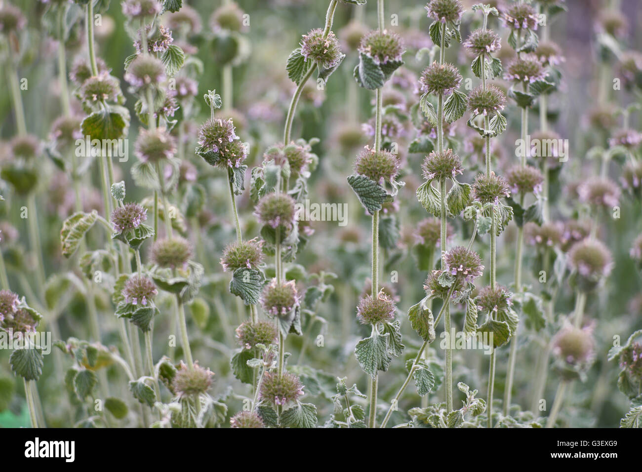 Marrubium vulgare horehound hi-res stock photography and images - Alamy