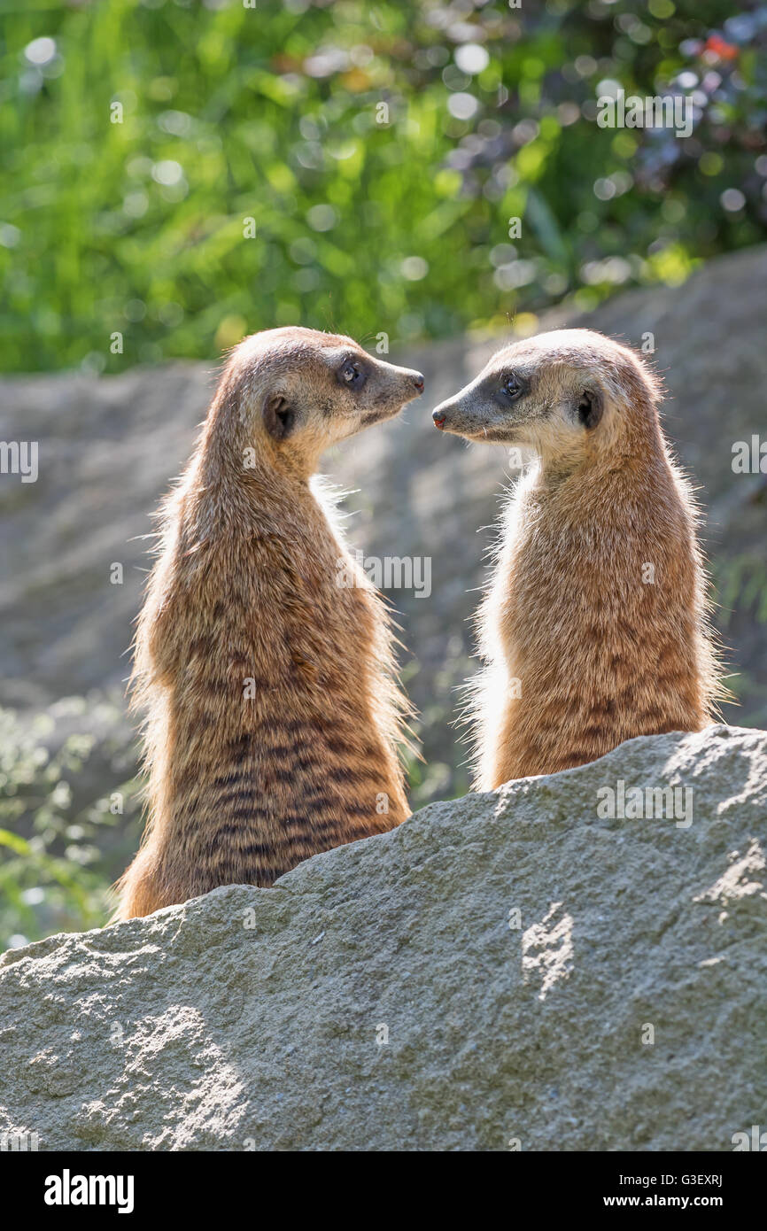 Pair of Meerkats is sitting on a rock in the upright position and look ...