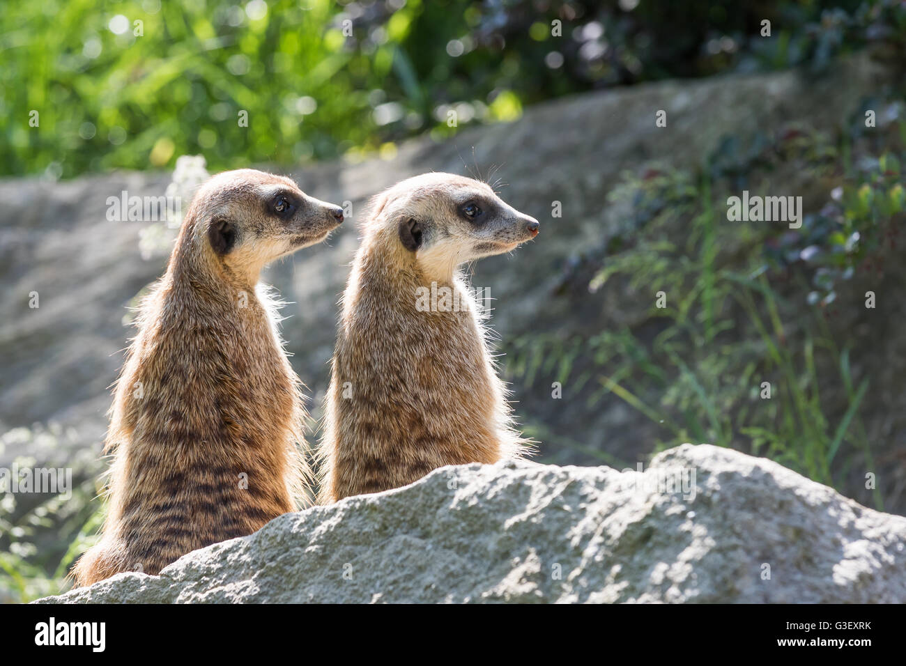 Pair of Meerkats is sitting on a rock in the upright position and ...