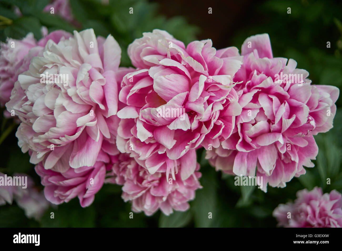 Bunch of lush dreamy pink peonies with white petal edges close up ...