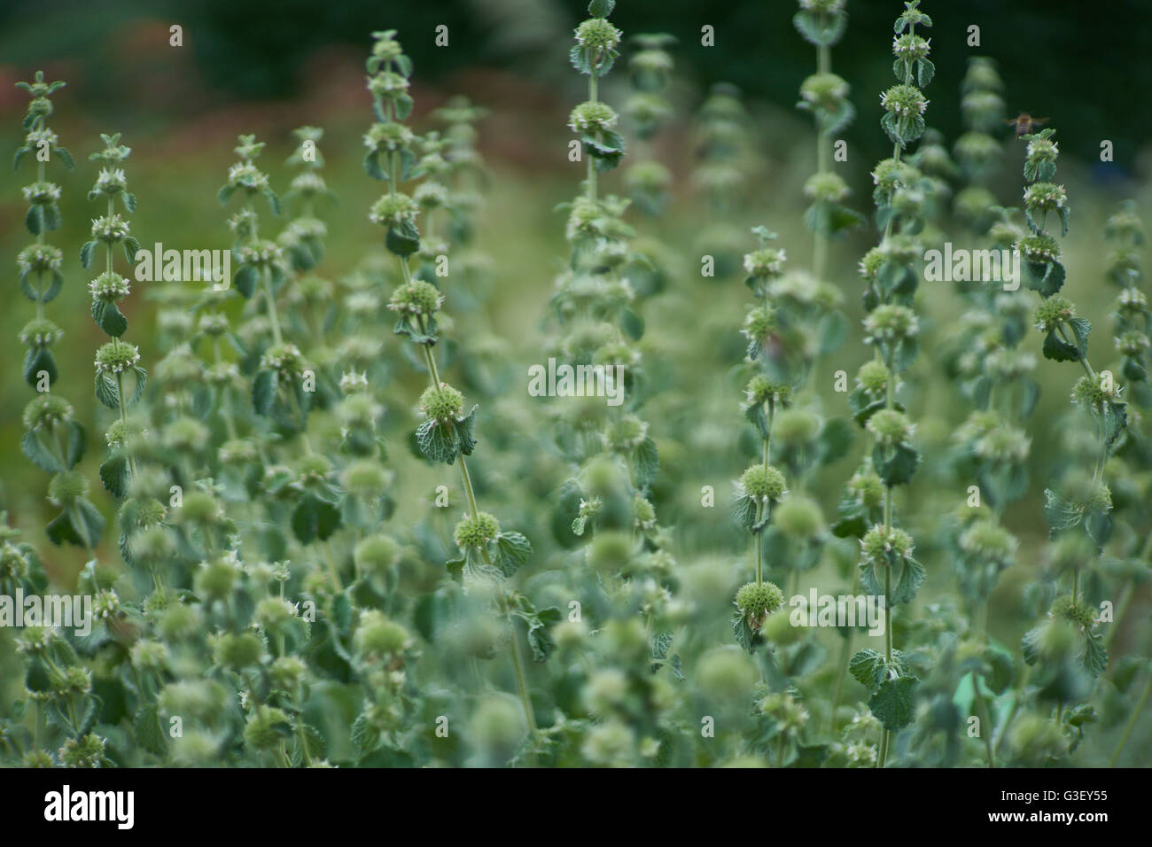 Marrubium vulgare horehound hoarhound flowers hi-res stock photography ...