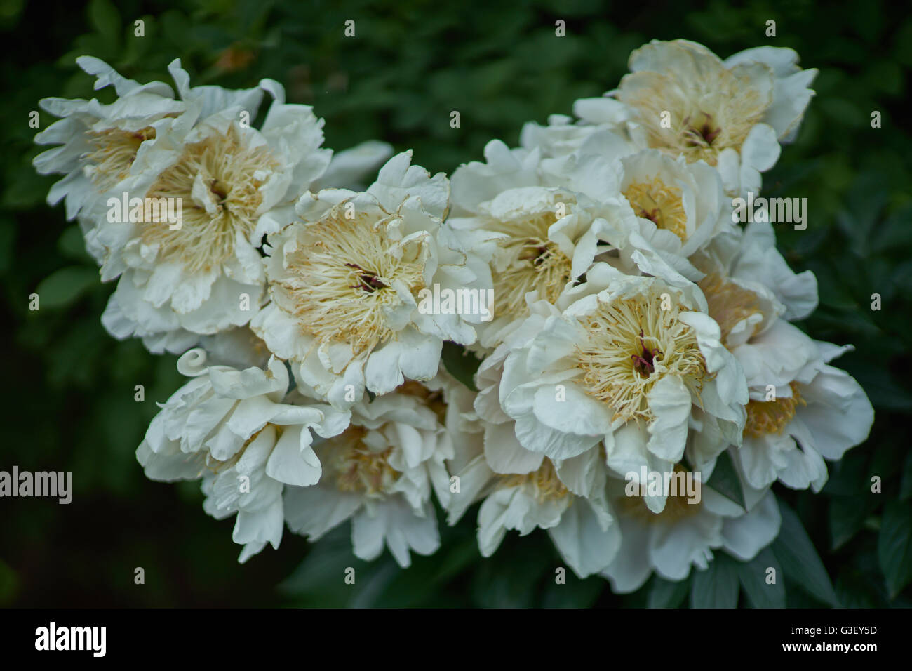 White peonies hi-res stock photography and images - Alamy