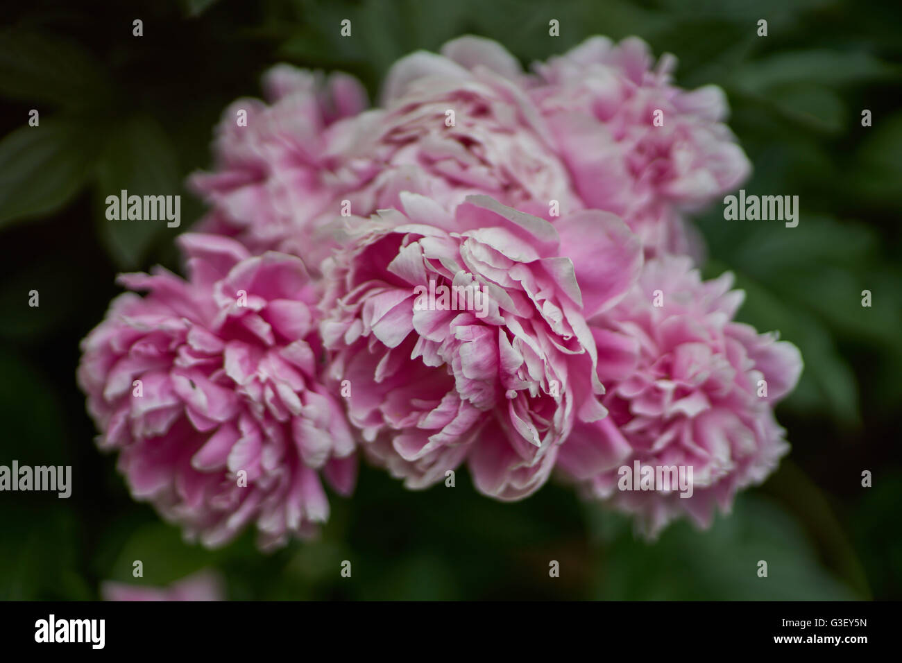 Pink Edges High Resolution Stock Photography and Images - Alamy