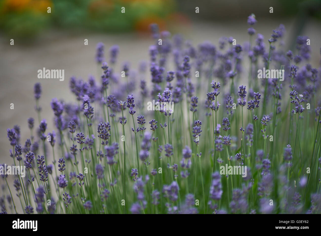 Lavender blooming budding Lavandula angustifolia Stock Photo - Alamy