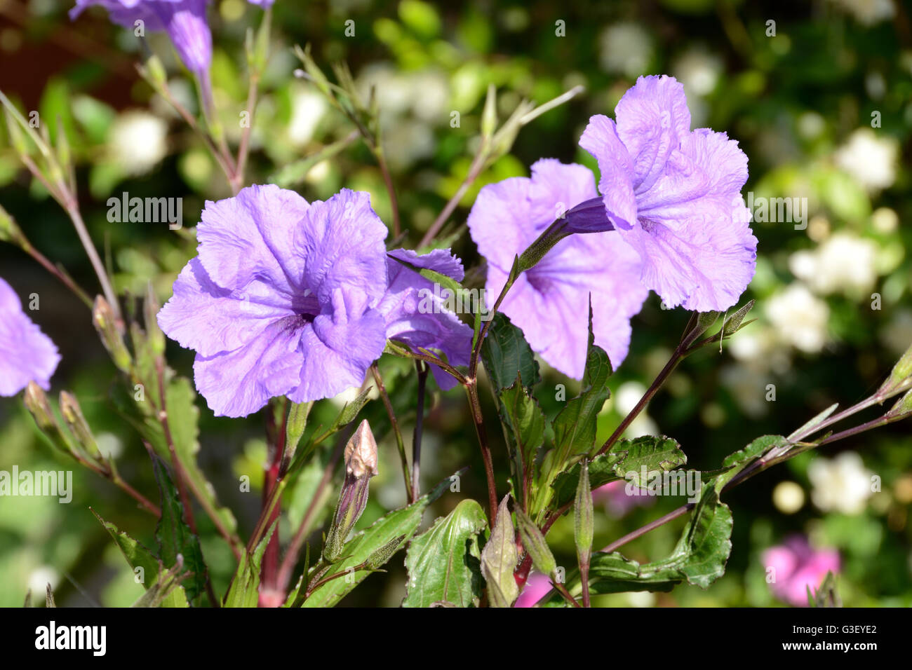 Violet blooming plant hi-res stock photography and images - Alamy