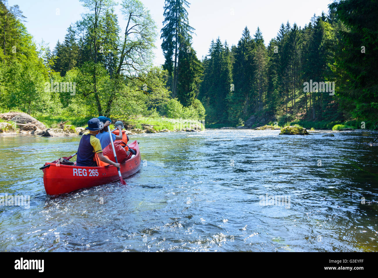 Paddlers in canoes ( Canadians ) on the river Schwarzer Regen, Germany ...