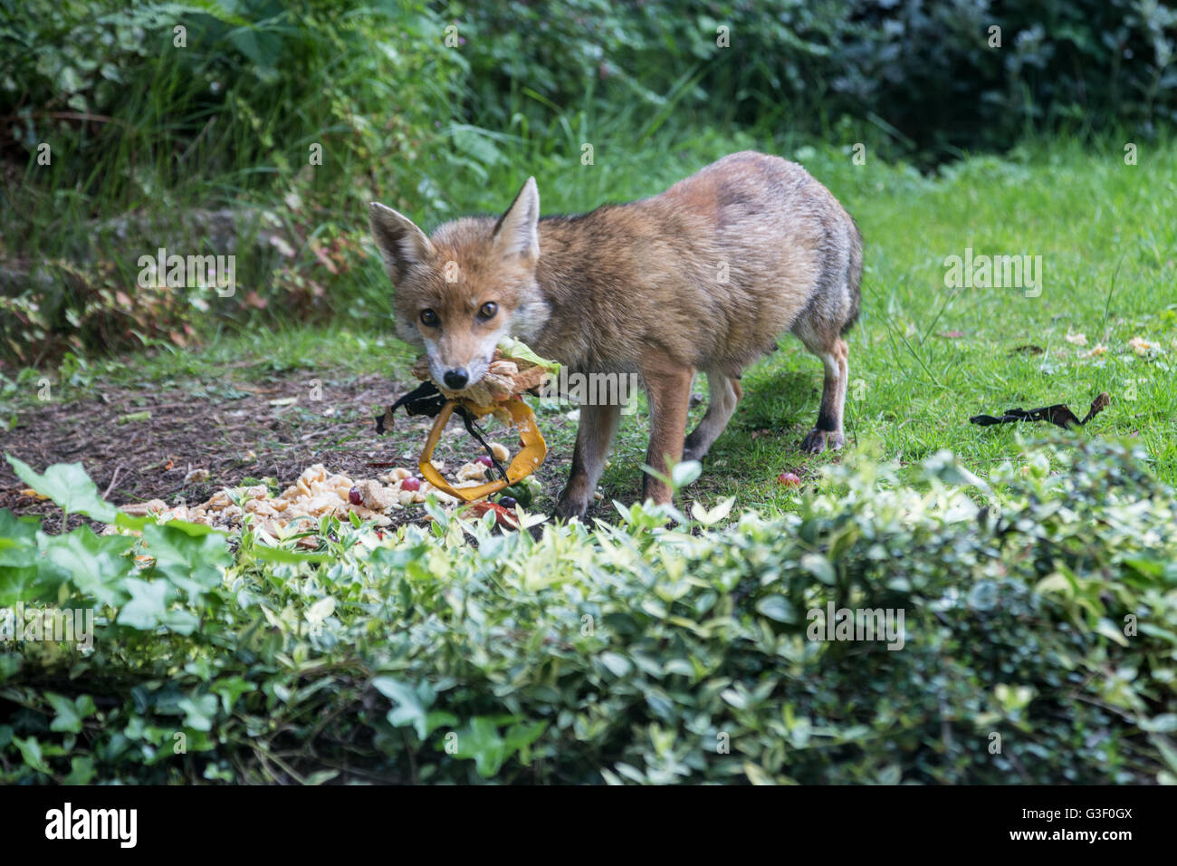 Skulk of foxes hi-res stock photography and images - Alamy