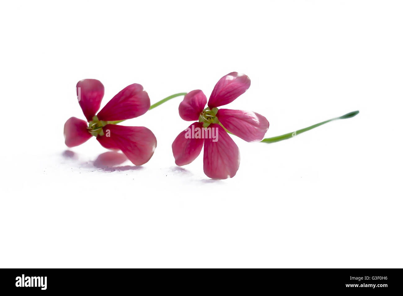 Cluster red flowers Cut Out Stock Images & Pictures - Alamy