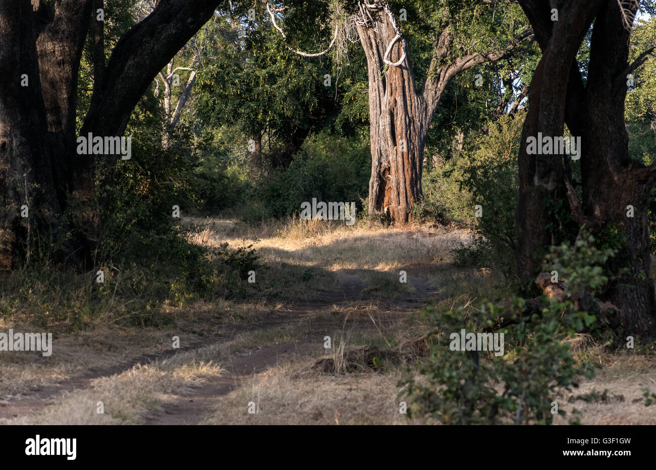 The Zambezi River Game Drive Zimbabwe Stock Photo - Alamy