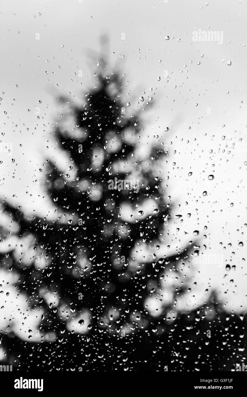 Windows tree silhouette hi-res stock photography and images - Alamy