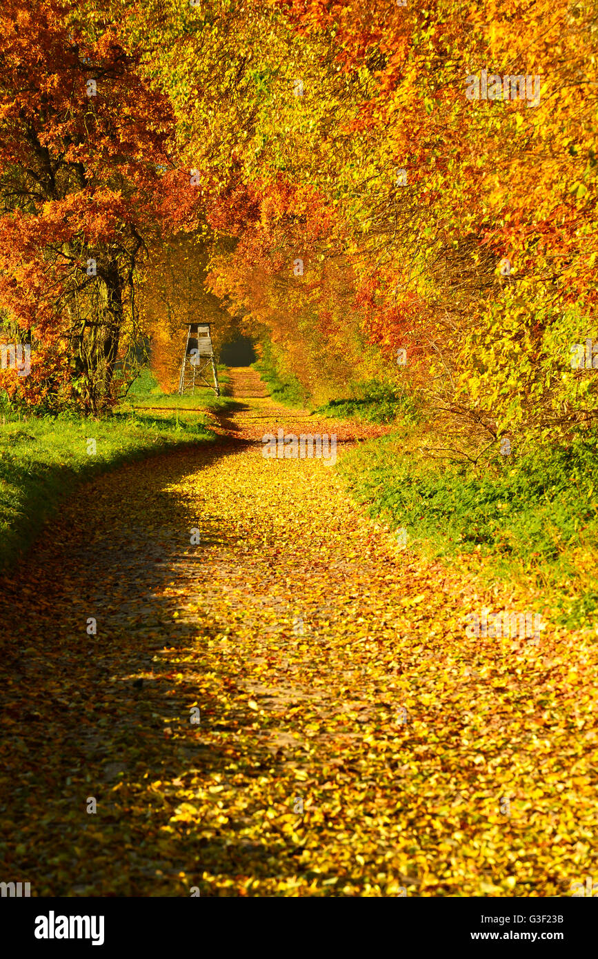 Foliage covering footpath at the edge of a forest, Ziegelroda forest ...