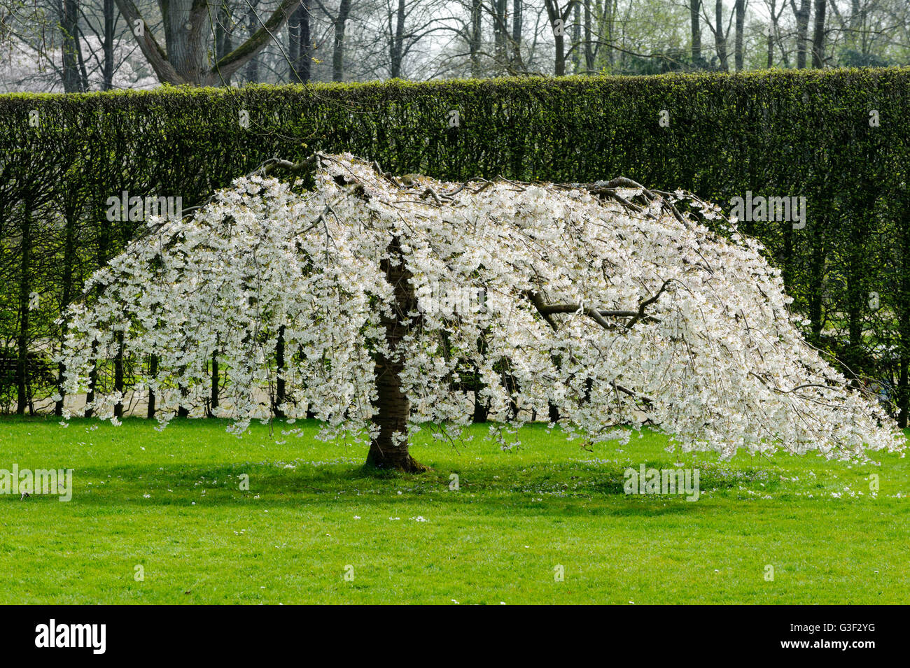 Amstelpark garden hi-res stock photography and images - Alamy