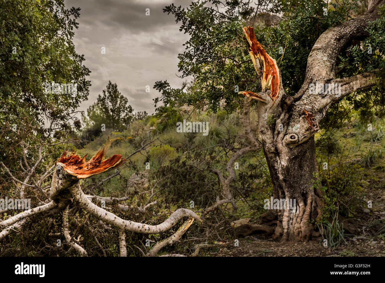 Olive Tree, cracked branch, Spain, Mallorca, Balearic Islands ...