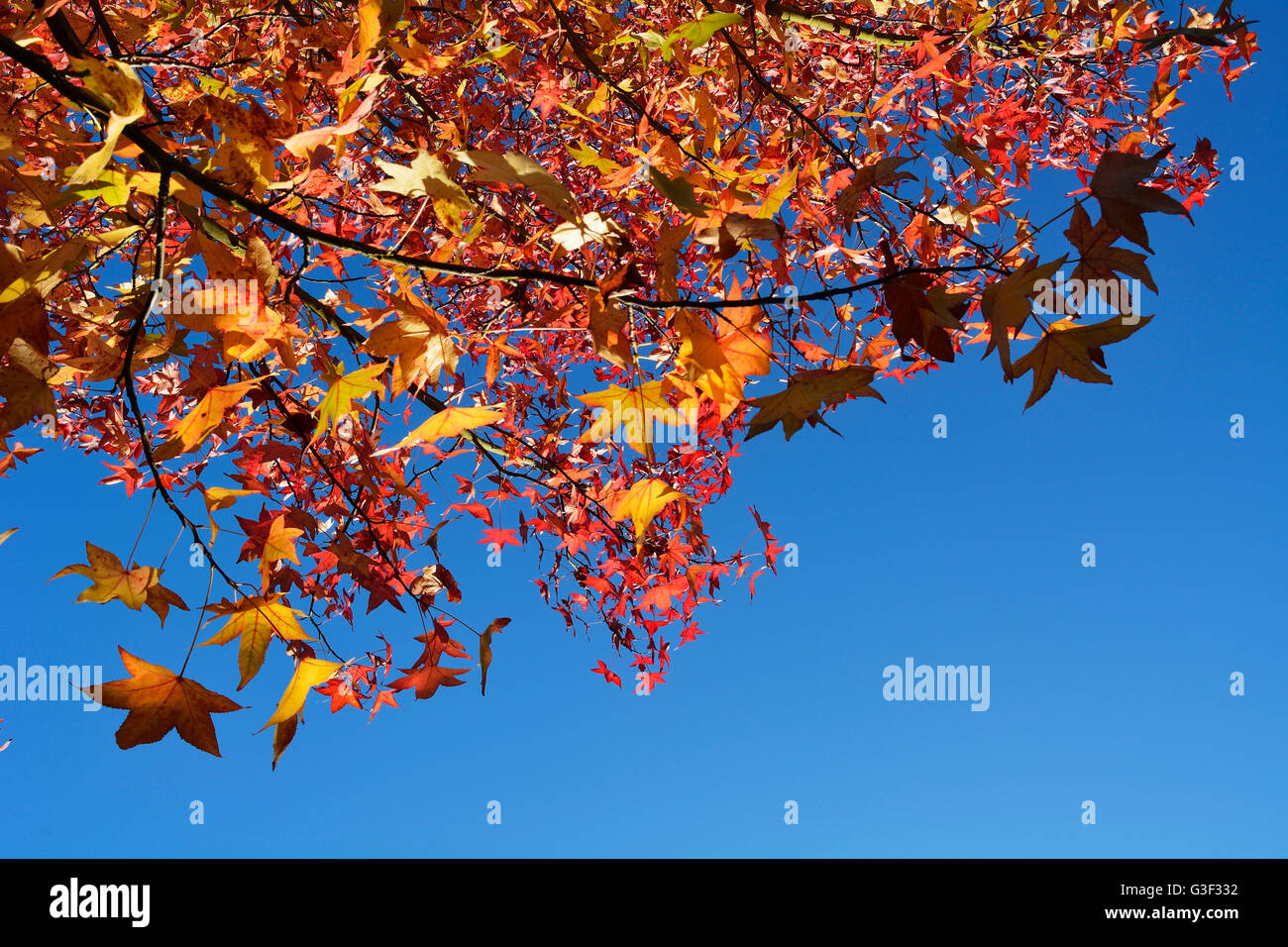Amber Tree, Liquidambar styraciflua, Leaves in Autumn, Boppard, Rhein ...