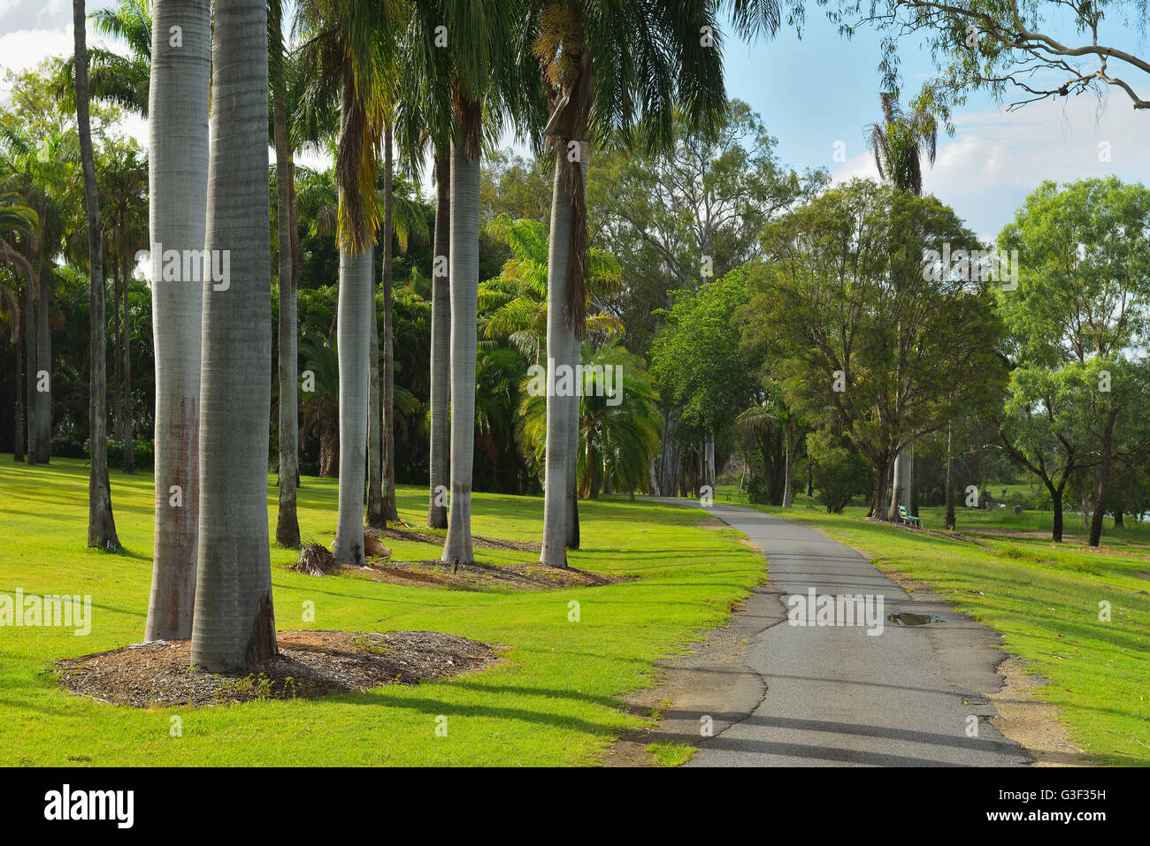 Coconut Palm Tree with Path in Summer, Rockhampton, Queensland ...