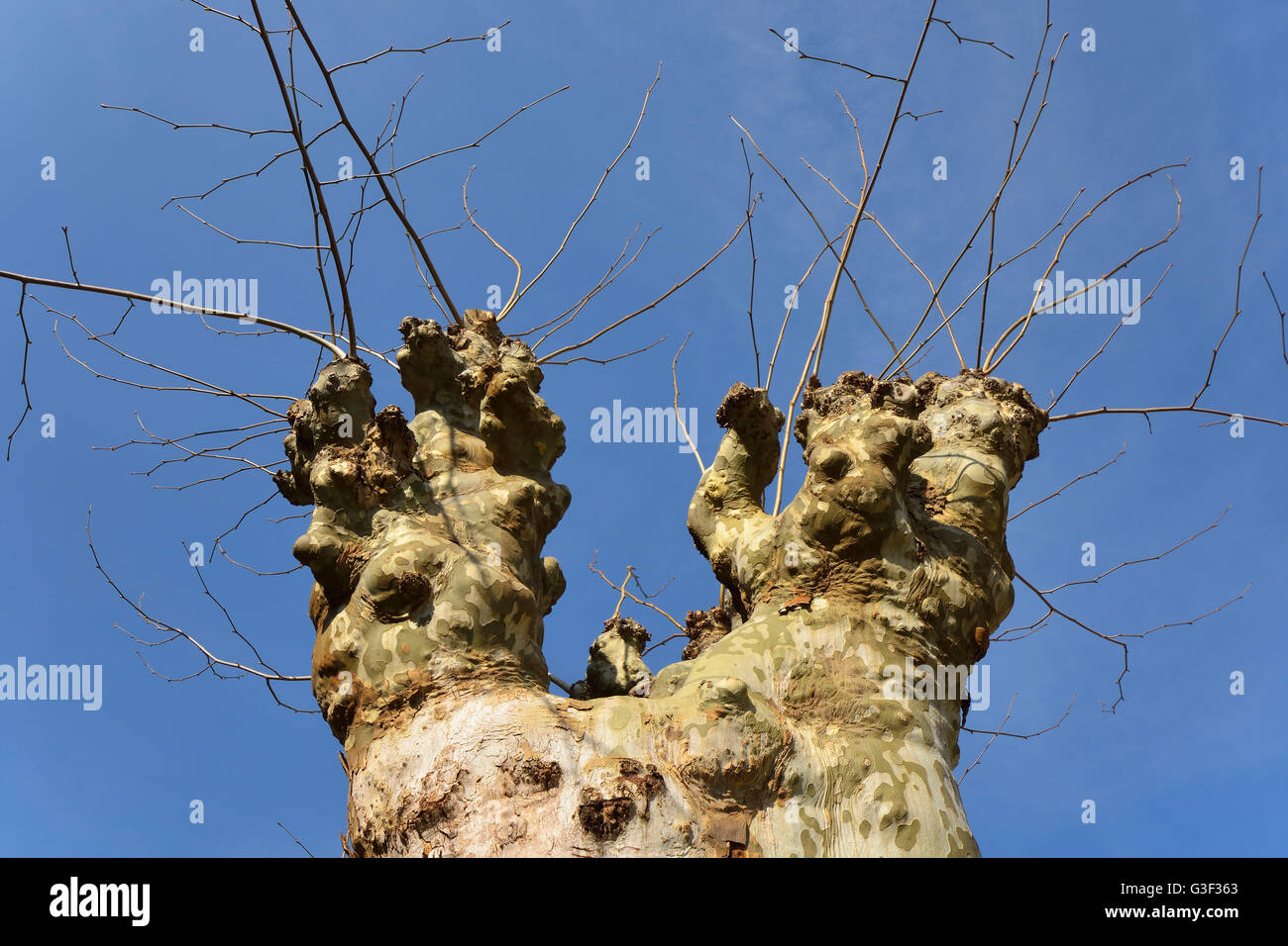 Cut plane tree hi-res stock photography and images - Alamy