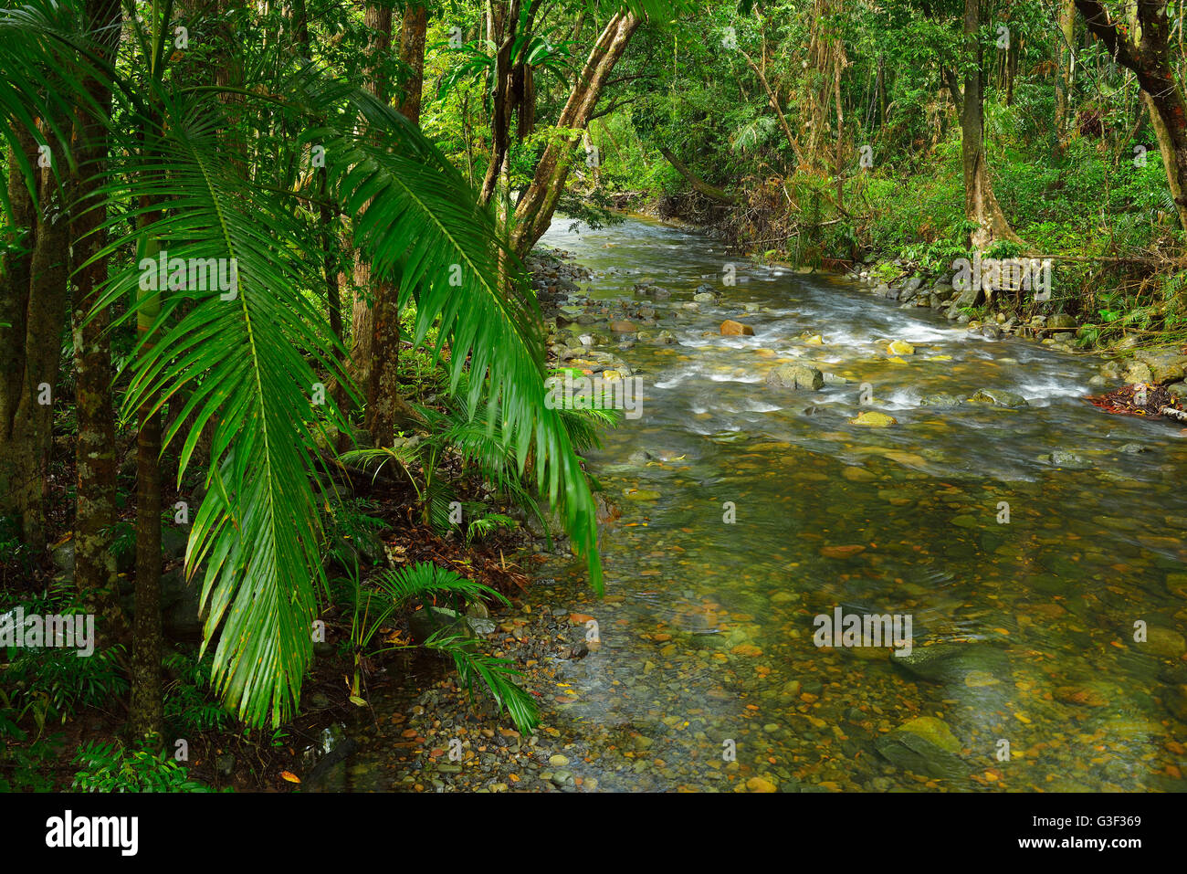 Creek in Rainforest, Daintree Rainforest, Cape Tribulation, Queensland ...