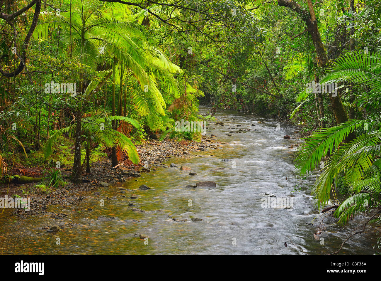 Creek in Rainforest, Daintree Rainforest, Cape Tribulation, Queensland ...