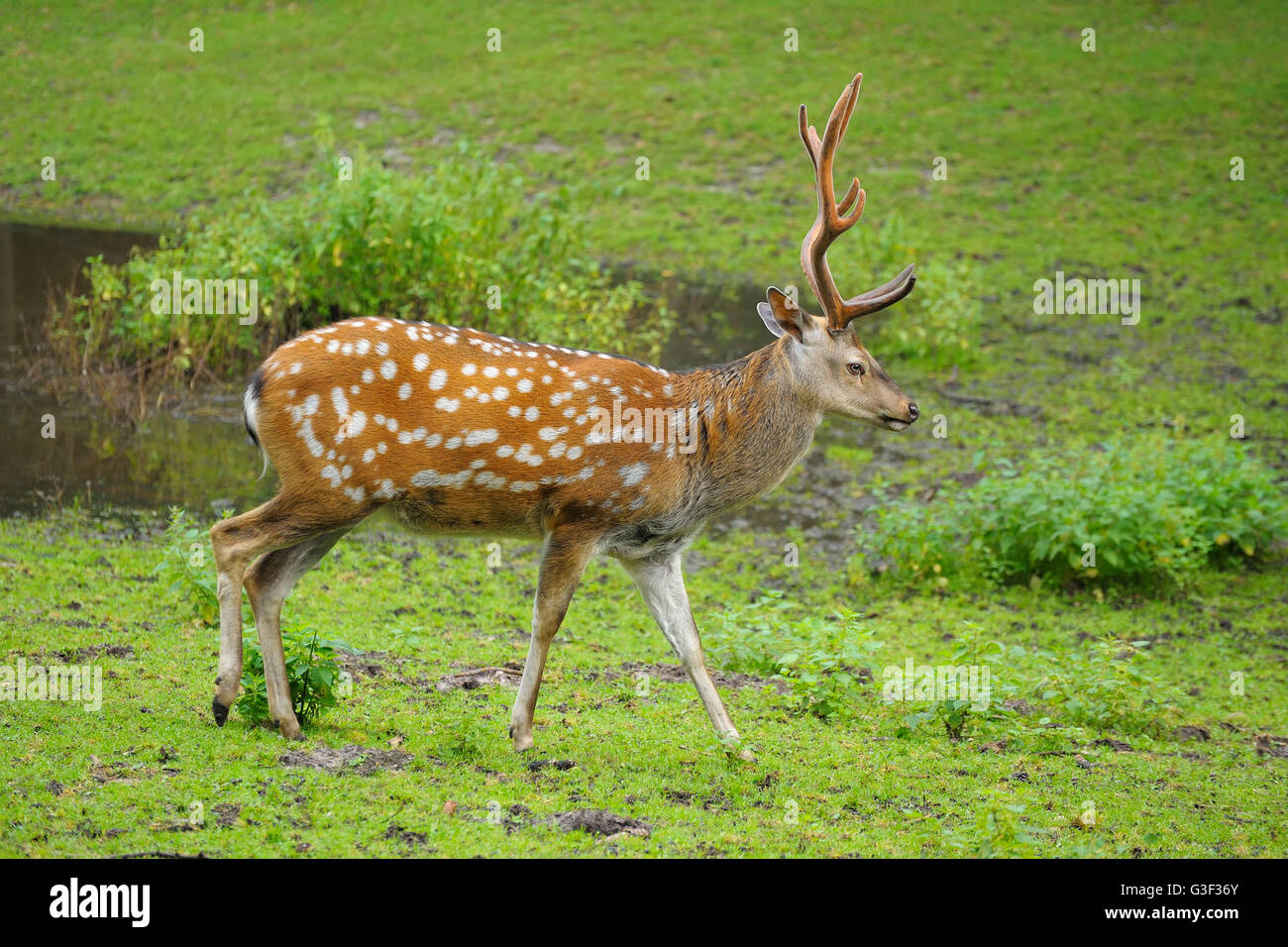 Dybowski sika deer hi-res stock photography and images - Alamy