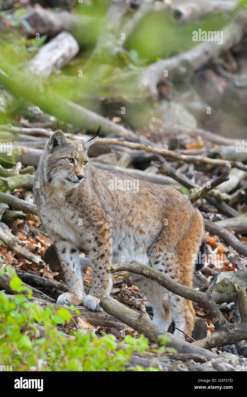 European Lynx, Lynx Lynx, Spring, Germany Stock Photo - Alamy