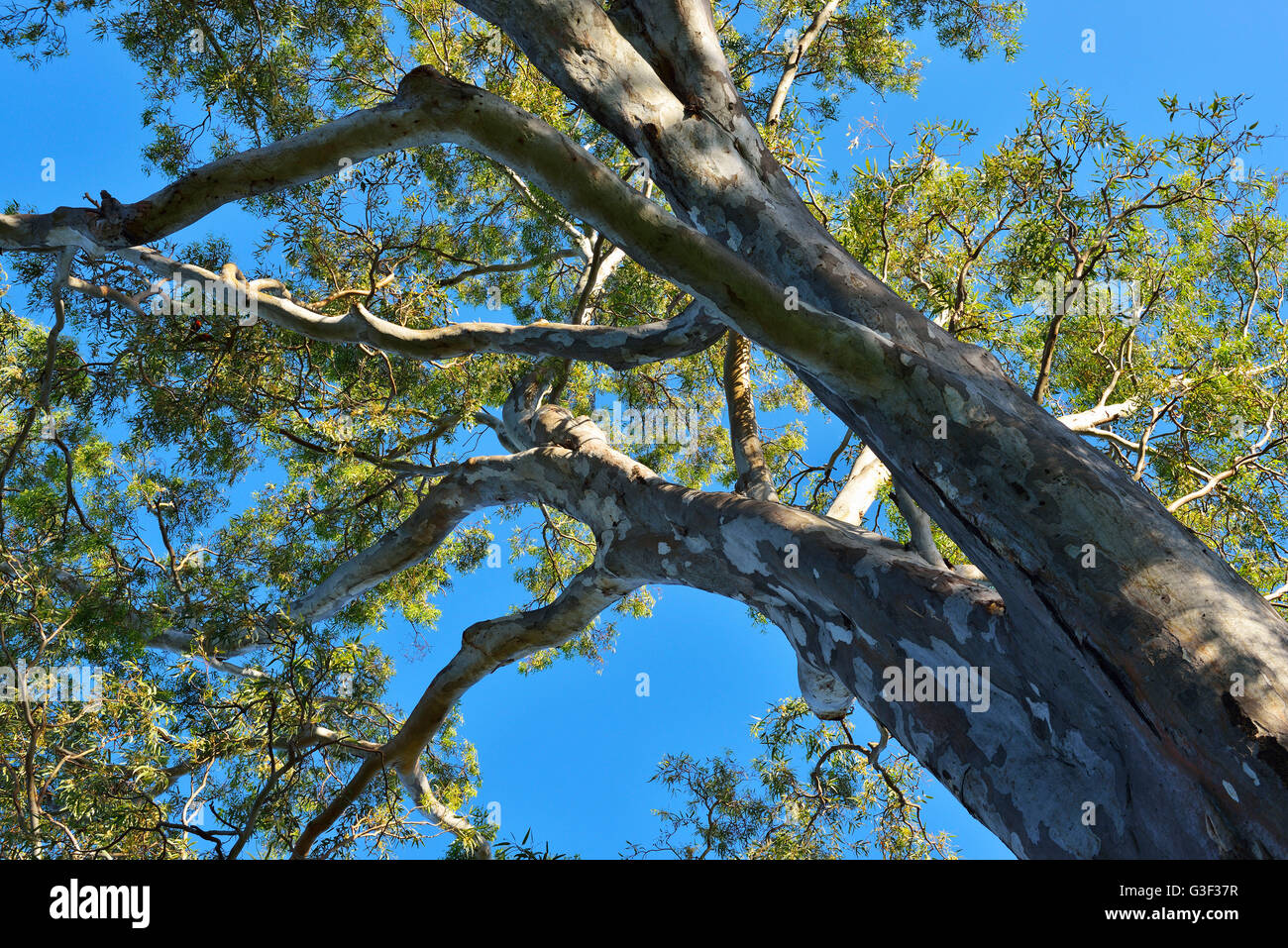 Eucalyptus Tree, Adelaide, South Australia, Australia Stock Photo - Alamy