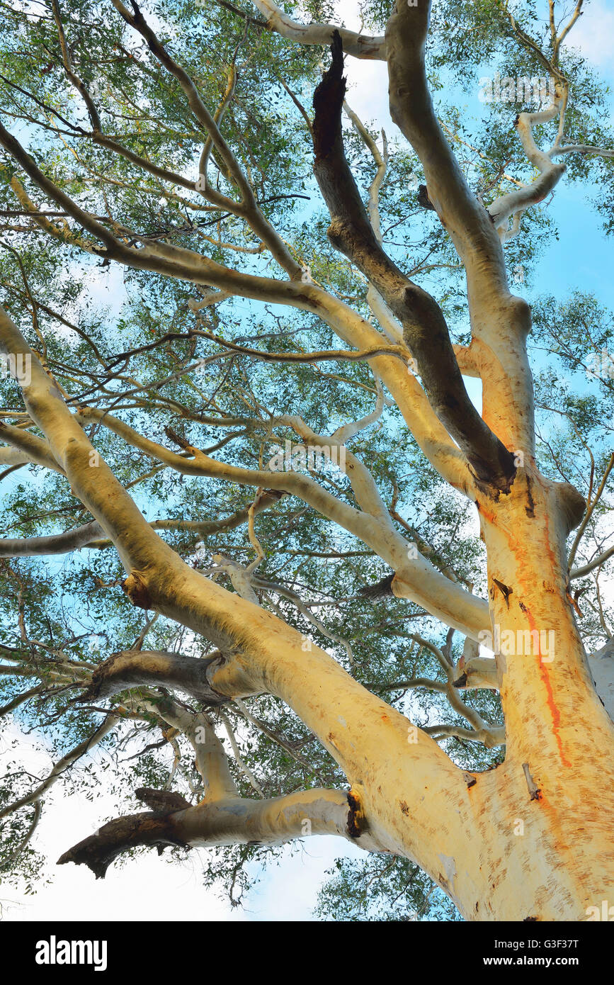 Eucalyptus Tree Queensland Australia High Resolution Stock Photography ...