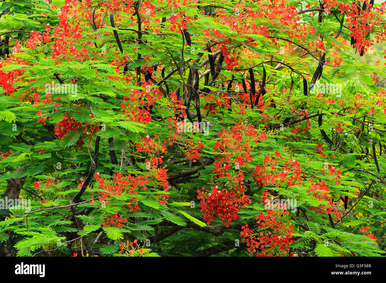 Queensland flame tree hi-res stock photography and images - Alamy
