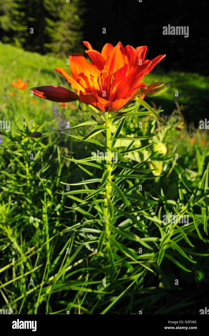 Fire lilies hi-res stock photography and images - Alamy