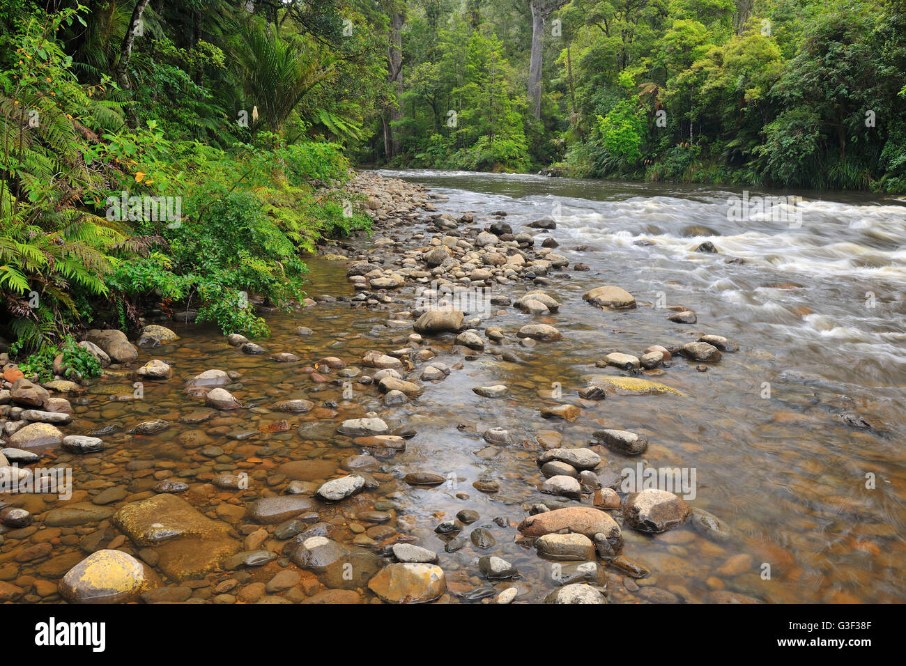 Forest Stream, Waipoua Kauri Forest, Northland, North Island, New ...
