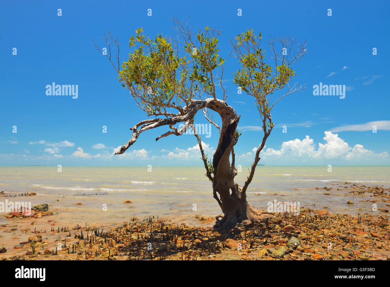 Mangrove Tree at the Stone Coast, Clairview, Queensland, Australia ...