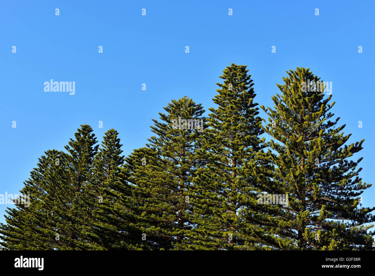 Norfolk island pine tree hi-res stock photography and images - Alamy