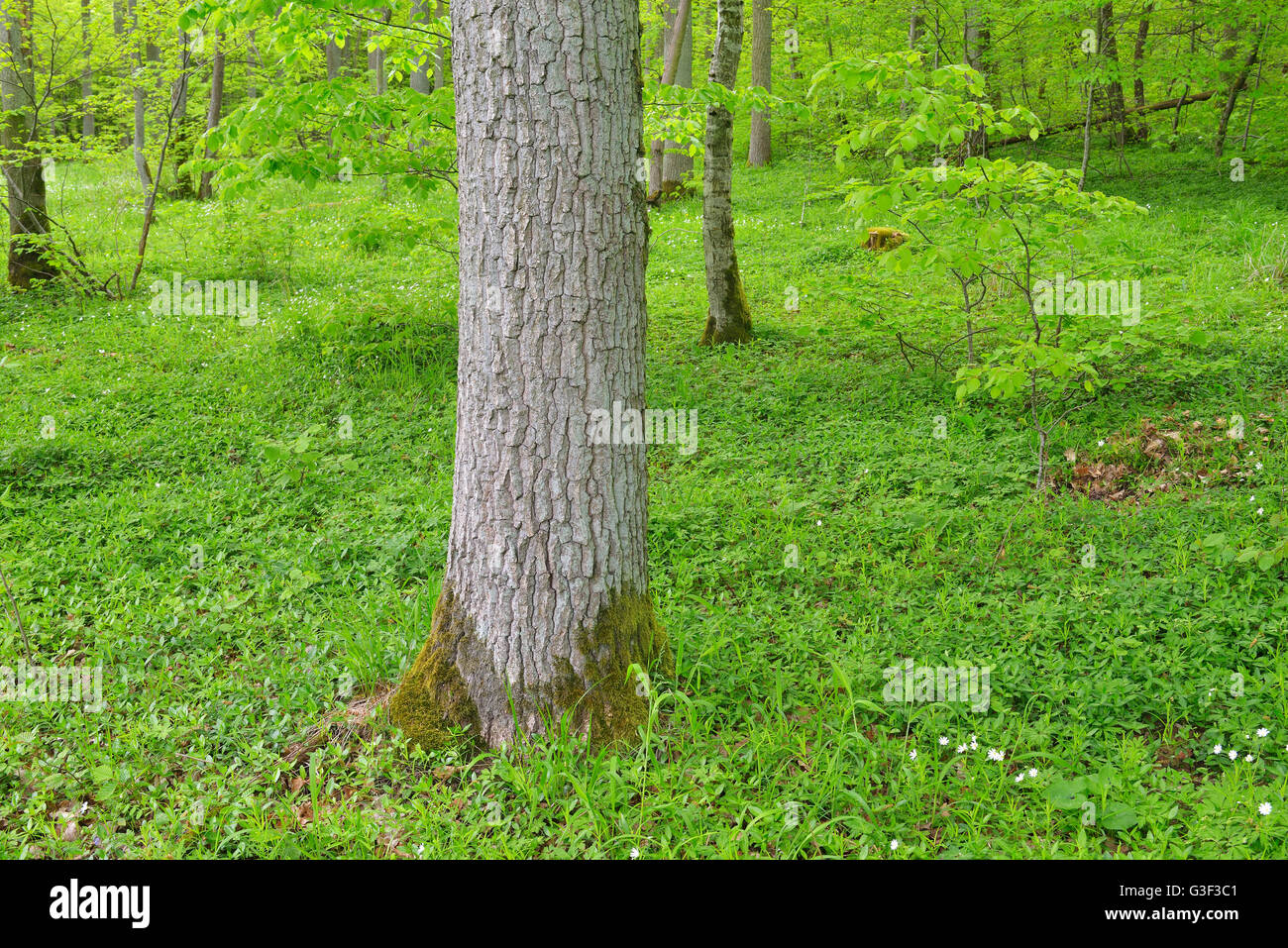 Oak Tree in Forest, Spring, Gramschatz, Arnstein, Bavaria, Germany ...