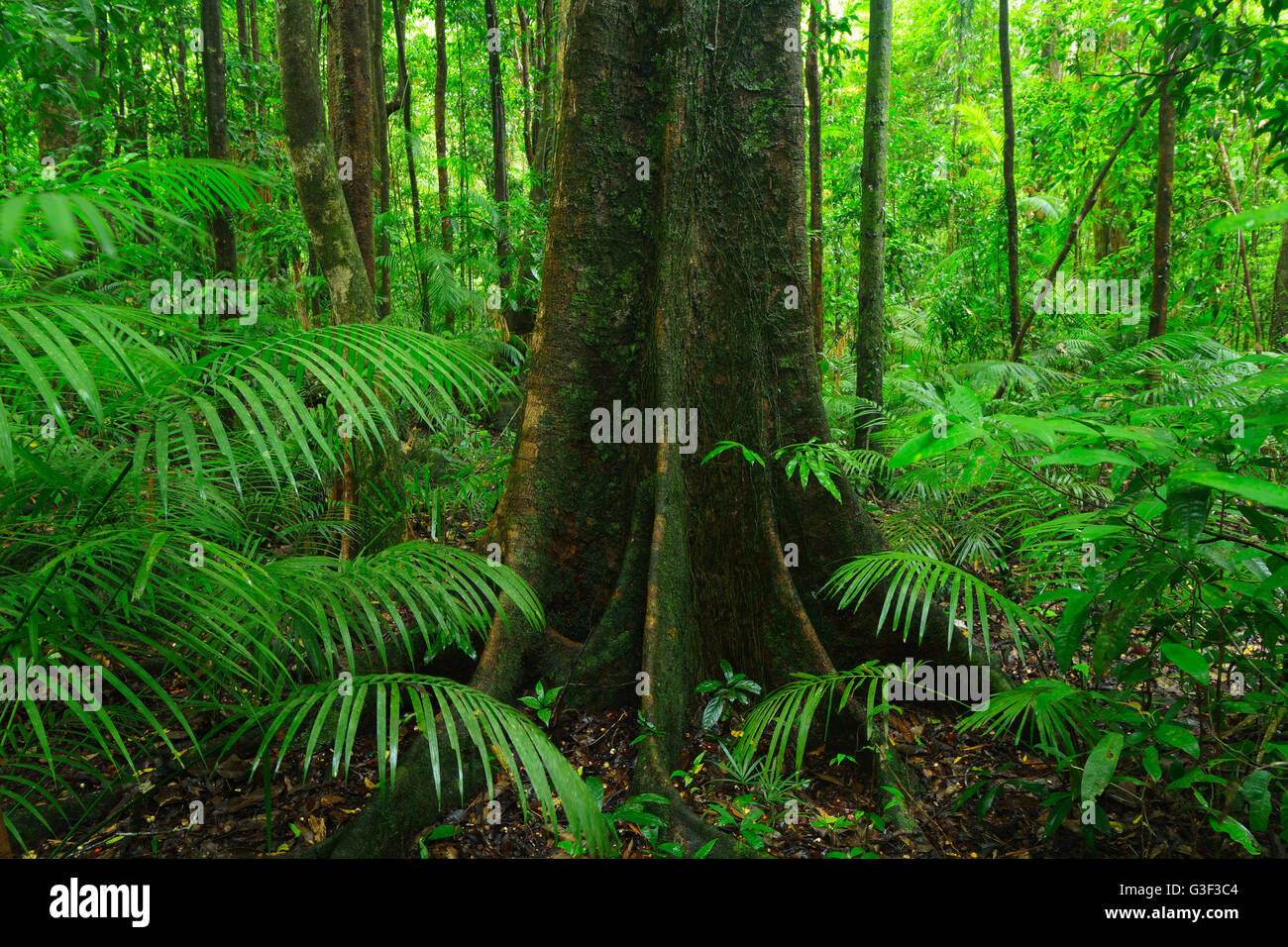 Old Rainforest Tree, Red Tulip Oak, Daintree Rainforest, Mossman ...