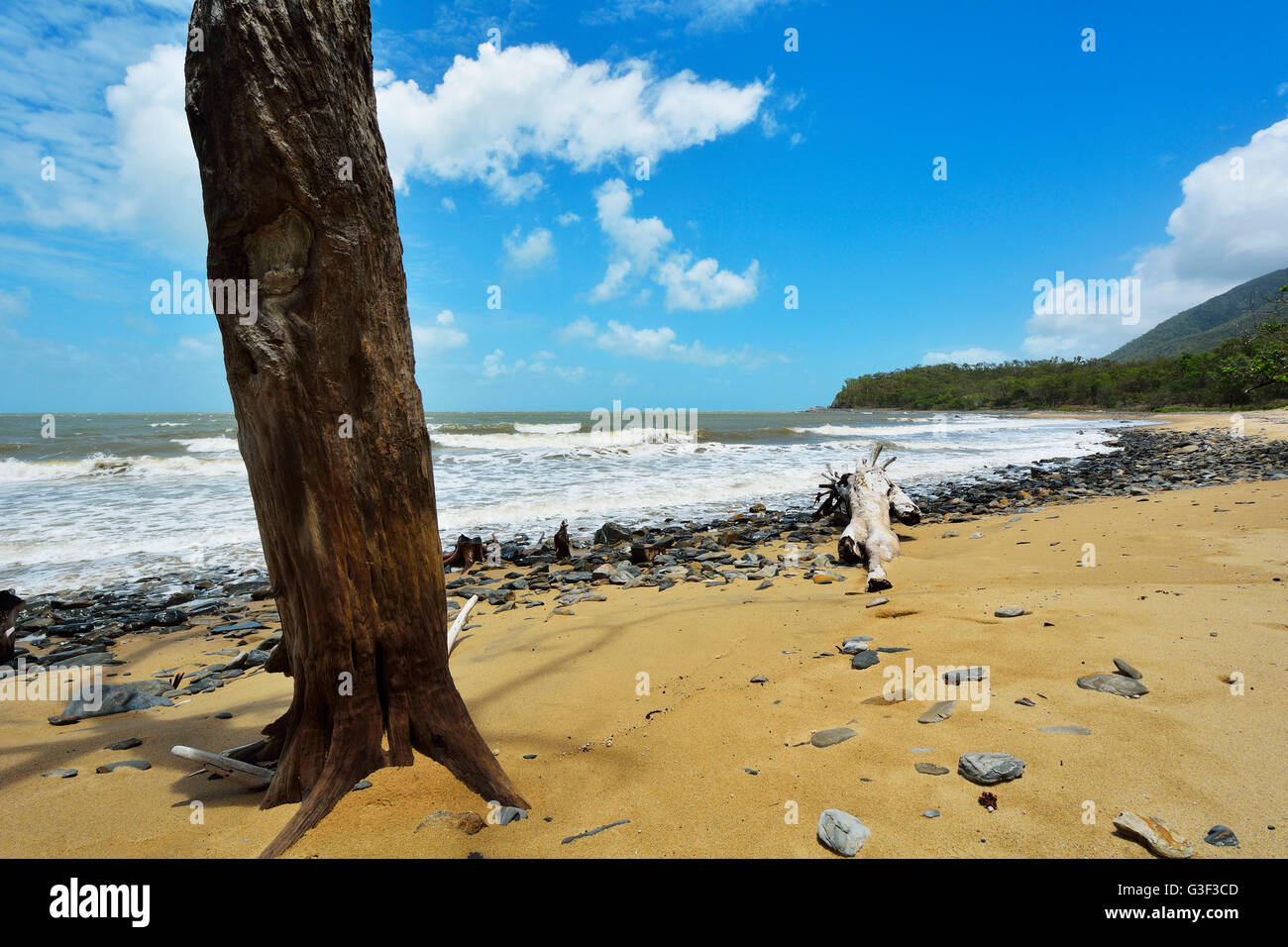 Driftwood tree on beach hi-res stock photography and images - Alamy