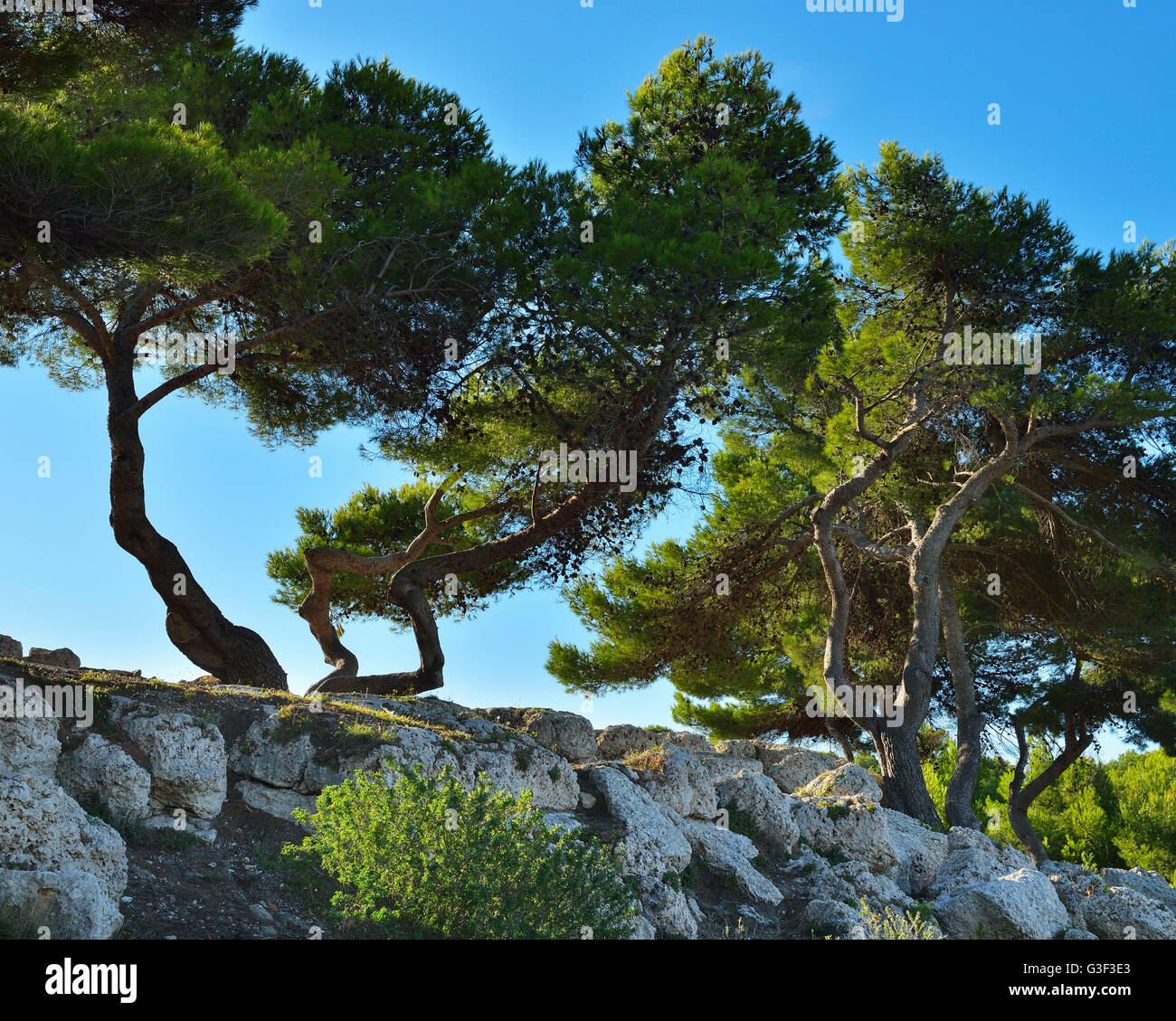 Mediterranean Stone Pine High Resolution Stock Photography and Images ...