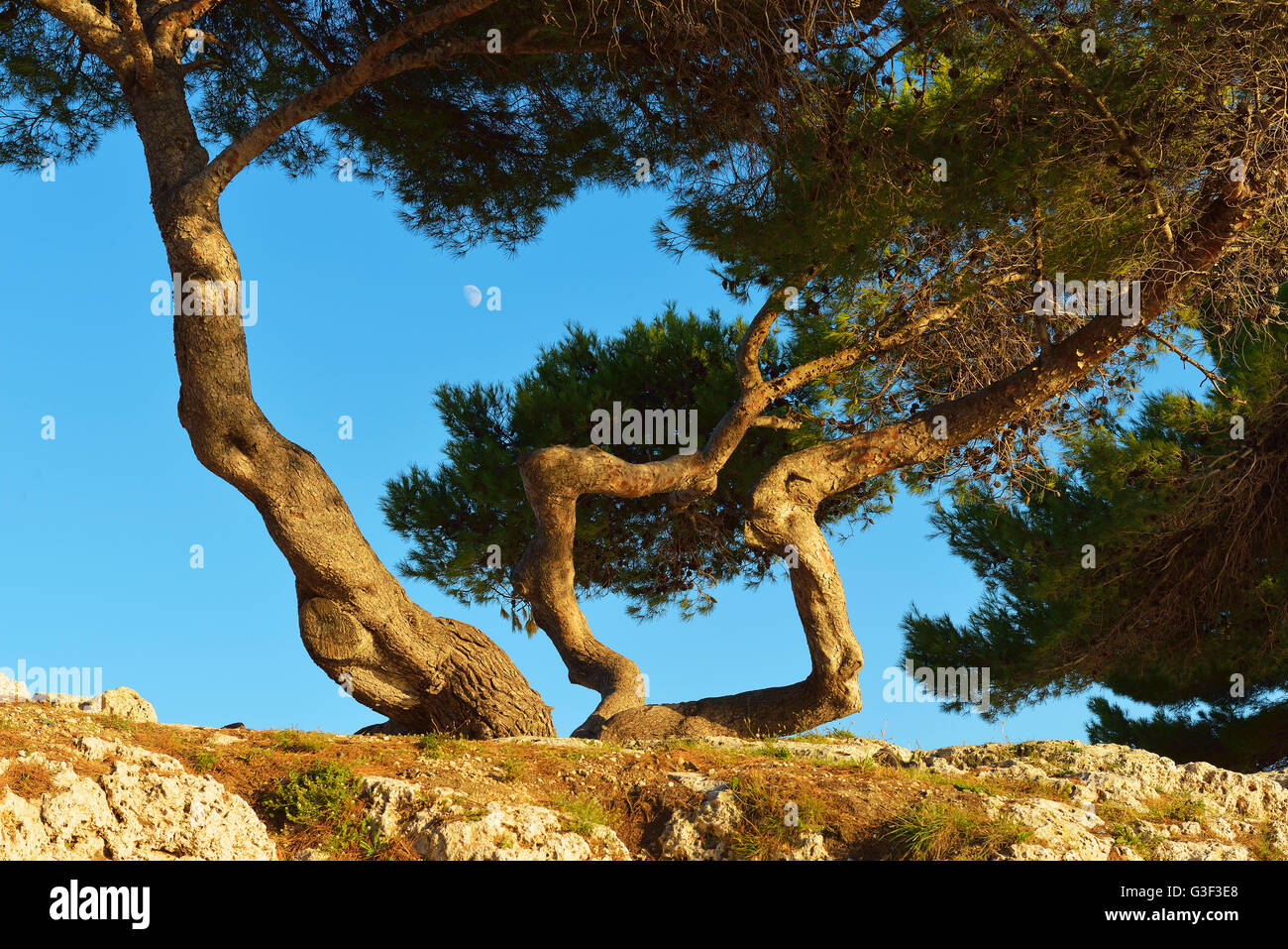Mediterranean stone pine hi-res stock photography and images - Alamy