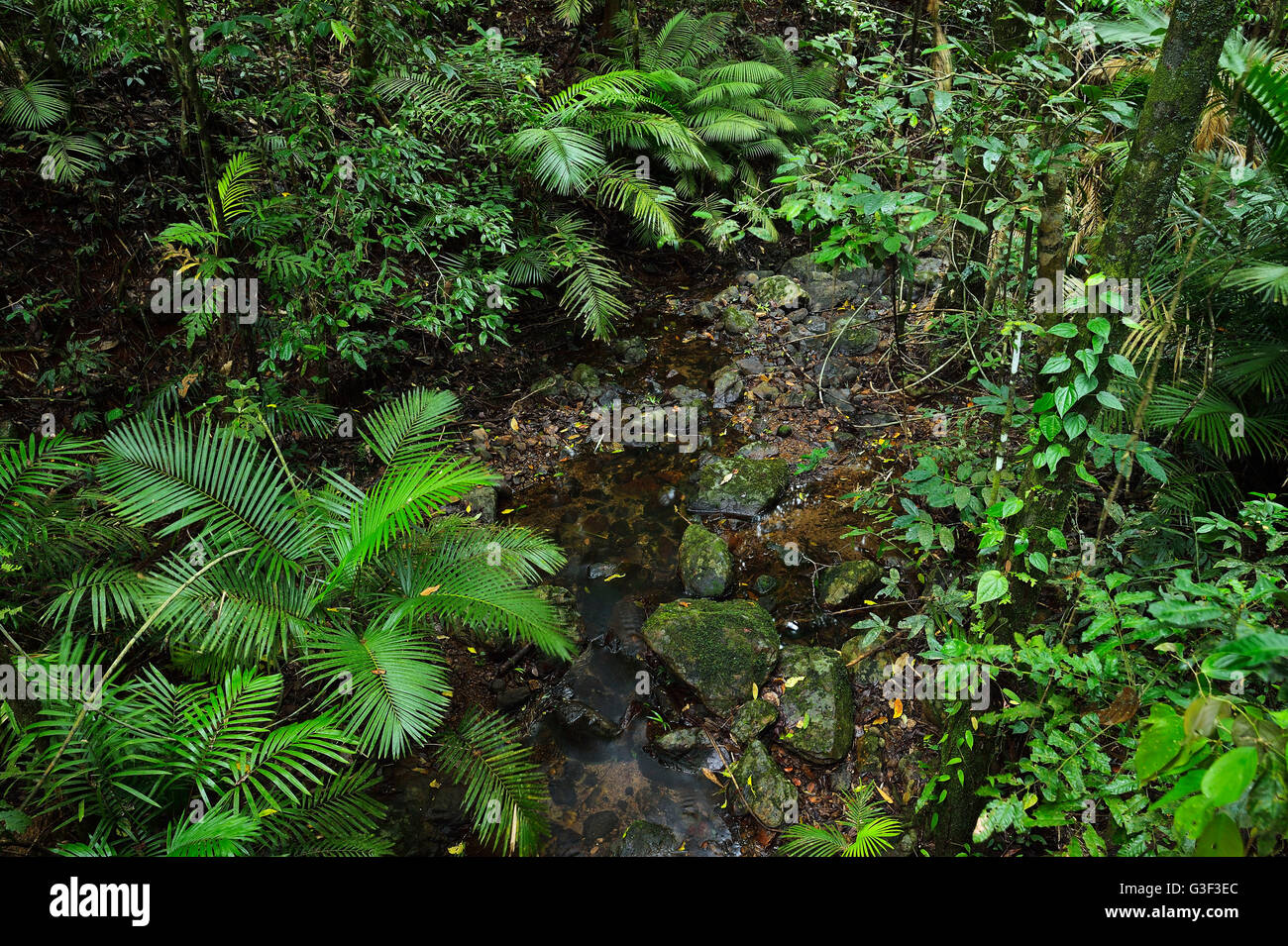 Rainforest, Daintree Rainforest, Cow Bay, Queensland, Australia Stock ...