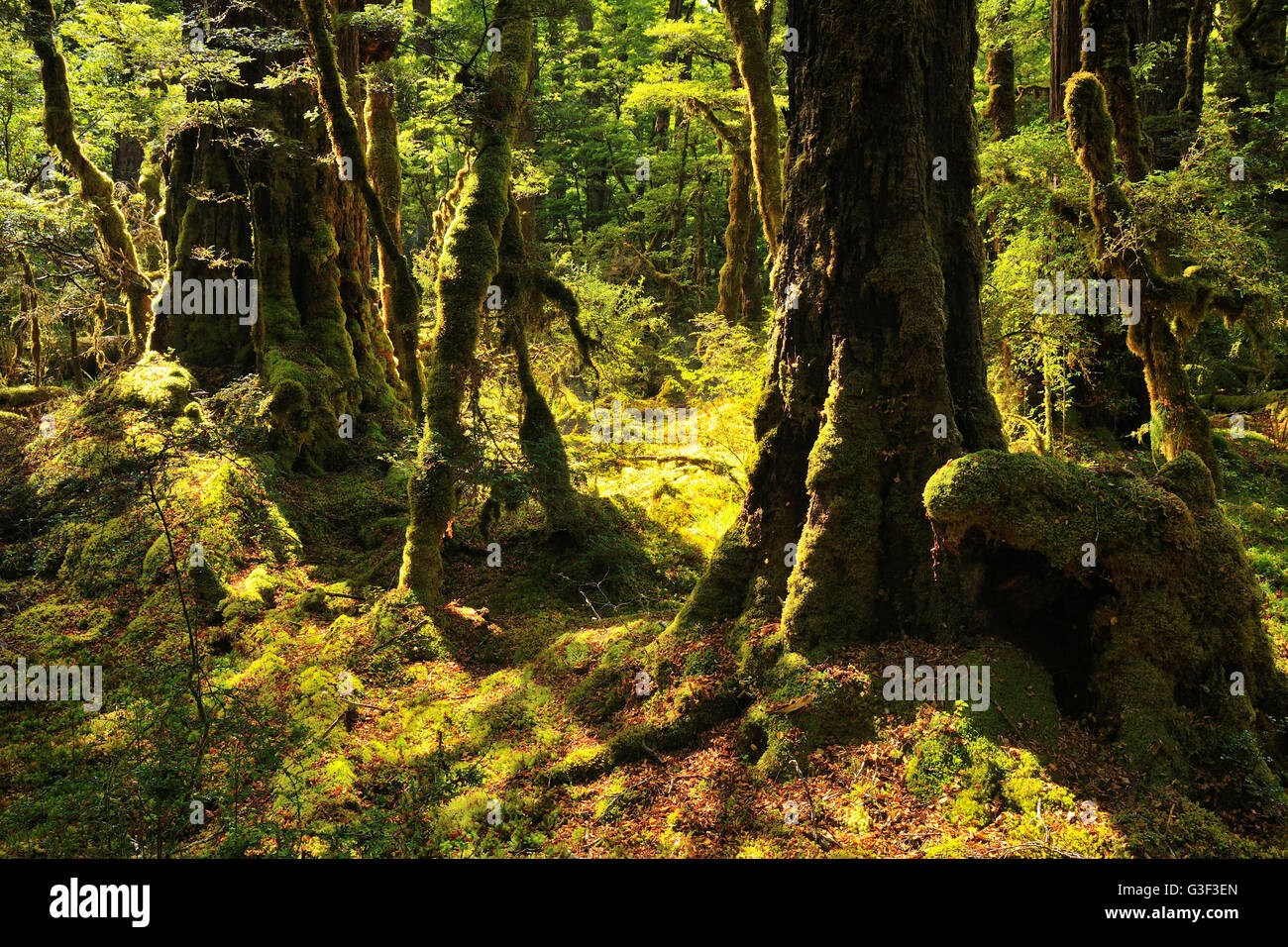 Rainforest, Lake Gunn Nature Walk, Fiordland National Park, Southland ...