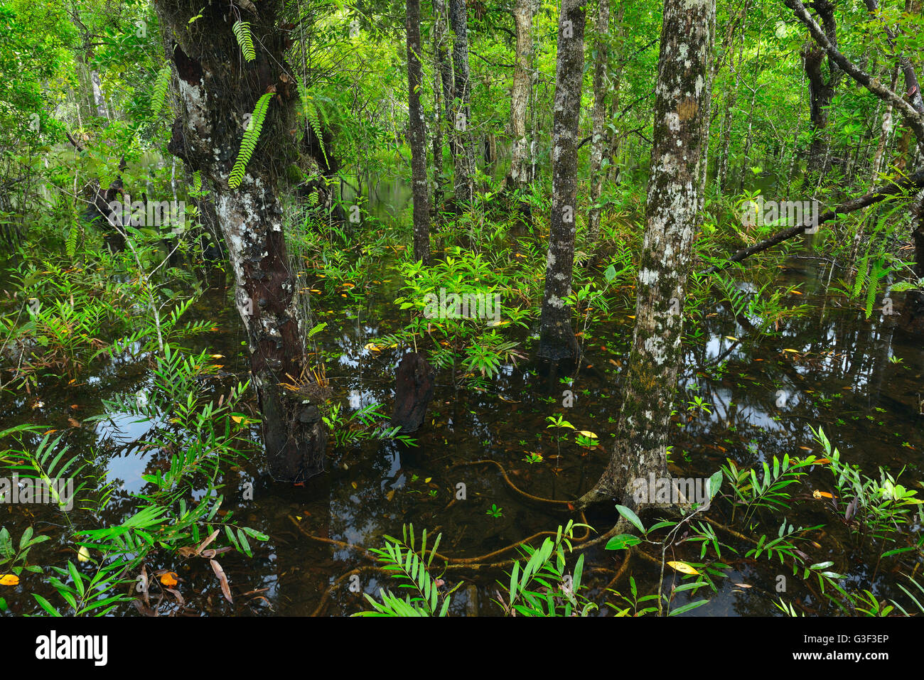Rainforest, Daintree Rainforest, Cape Tribulation, Queensland ...