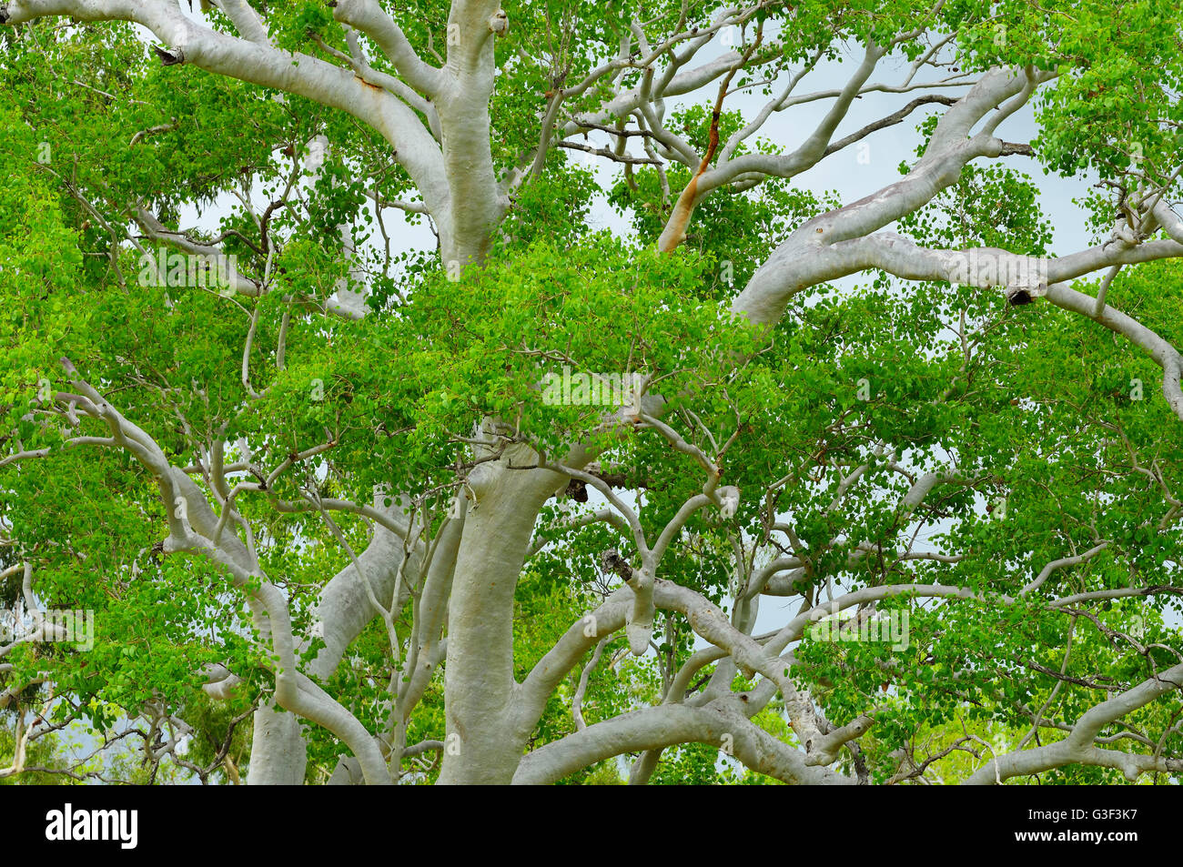 Tree Top, Queensland, Australia Stock Photo - Alamy