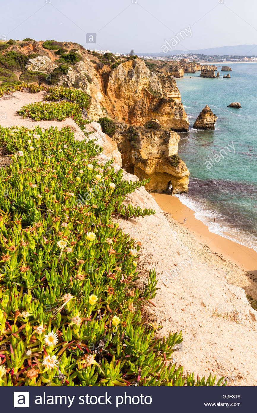 Carpobrotus Edulis High Resolution Stock Photography and Images - Alamy