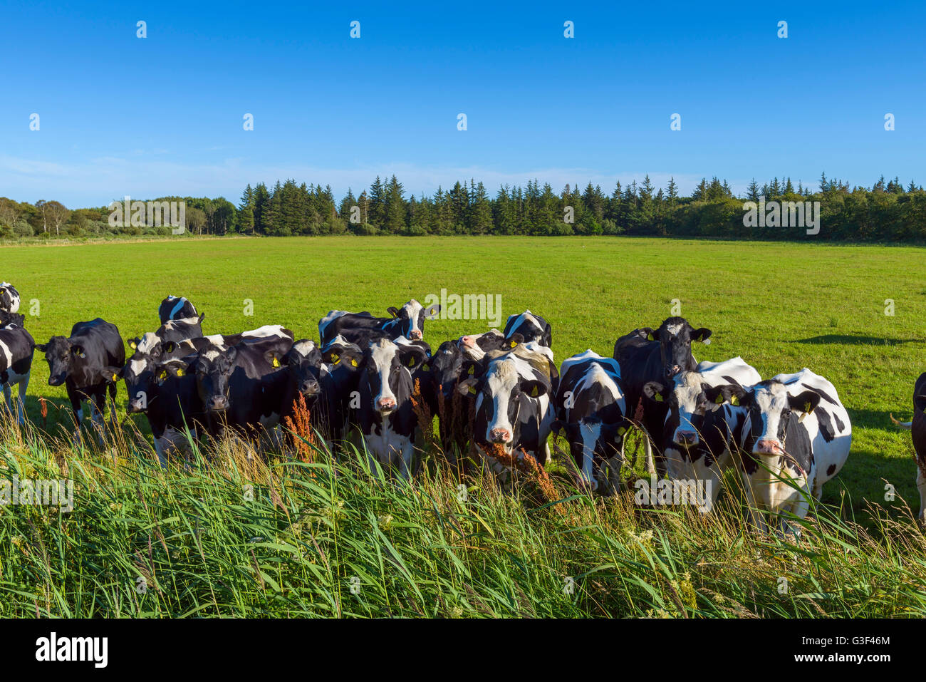 Jutland cattle hi-res stock photography and images - Alamy